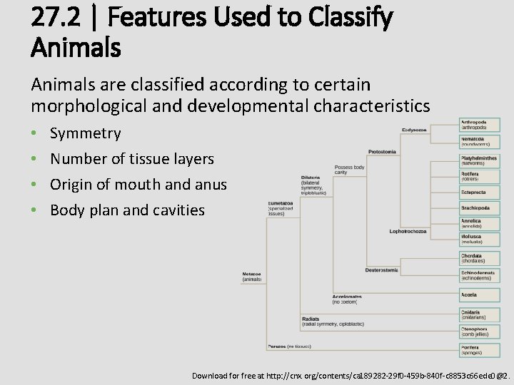 Chapter 27 INTRODUCTION TO ANIMAL DIVERSITY General Biology