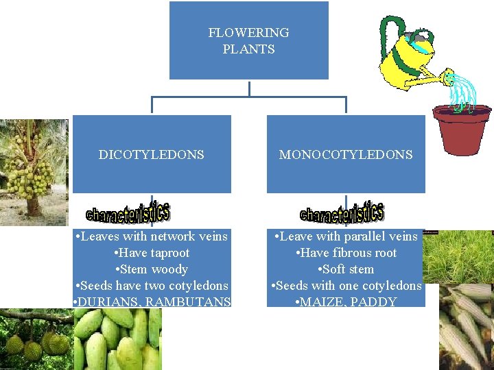 CHAPTER 3 BIODIVERSITY BIODIVERSITY the differences that exist