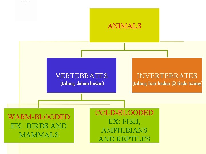 CHAPTER 3 BIODIVERSITY BIODIVERSITY the differences that exist