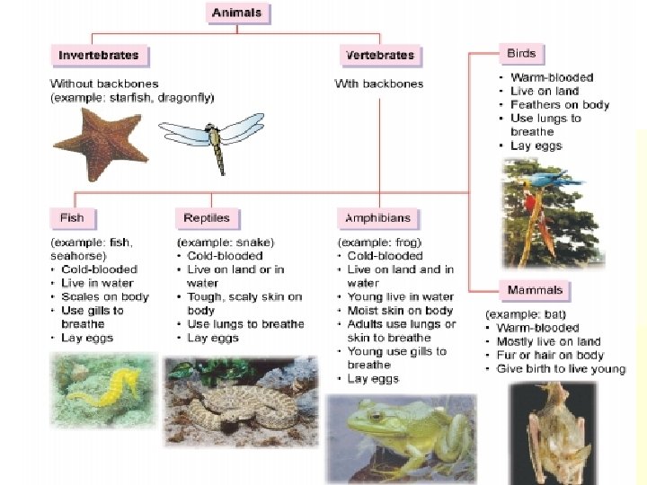 CHAPTER 3 BIODIVERSITY BIODIVERSITY the differences that exist