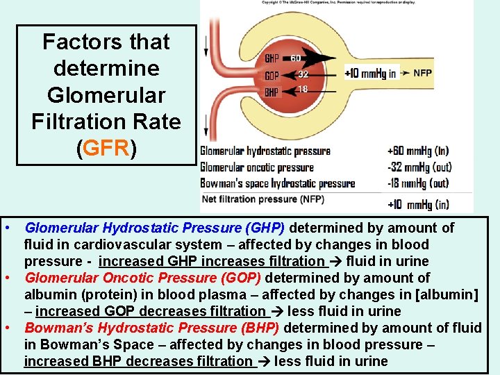 Physiology BIO 240 Lecture No 12 Renal Nephron
