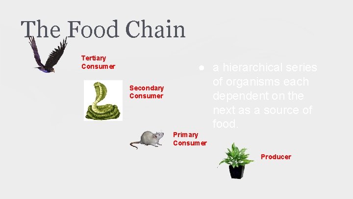 Energy and matter in the ecosystem By Bella