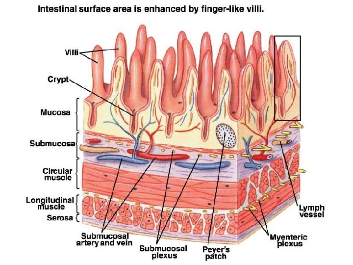 SERUM CYTOKINE PATTERNS IN CELIAC DISEASE Shabab Naqvi