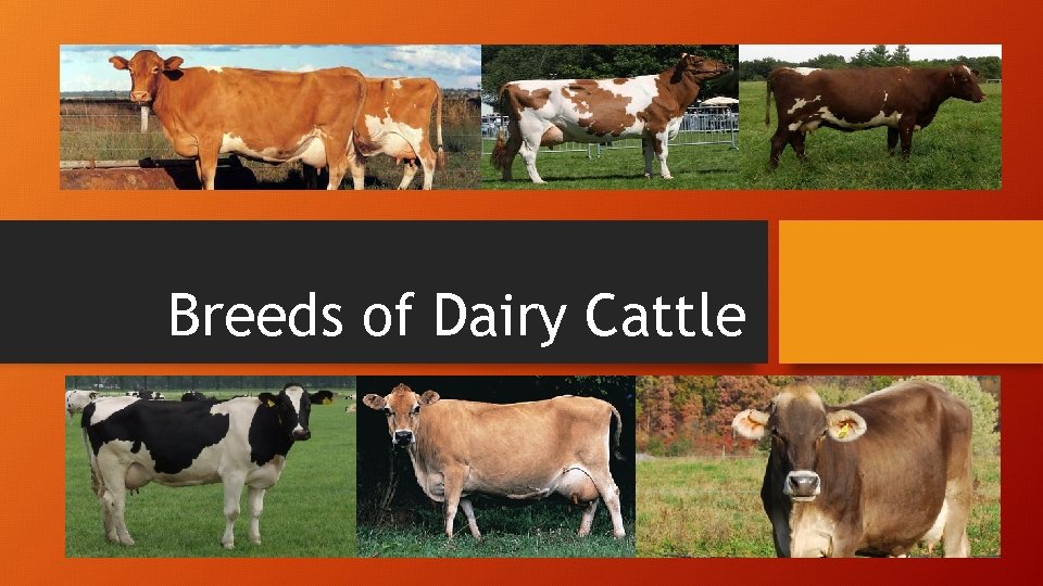 Breeds of Beef Cattle Bos Taurus Cattle of