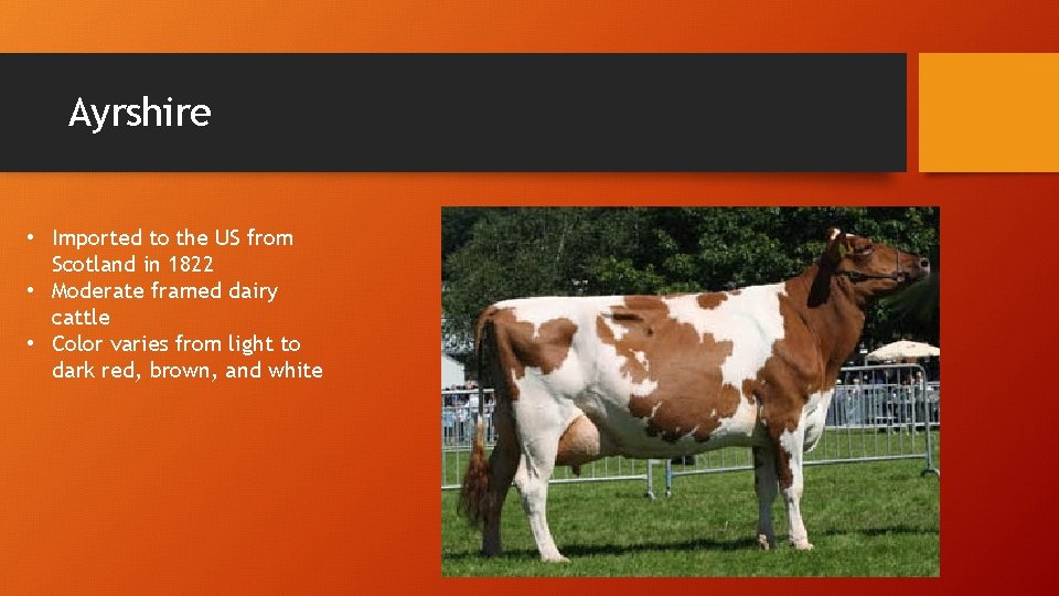 Breeds of Beef Cattle Bos Taurus Cattle of