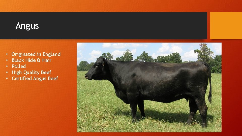 Breeds of Beef Cattle Bos Taurus Cattle of