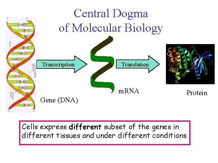 Bioinformatics a Multidisciplinary Challenge Ron Y Pinter Dept