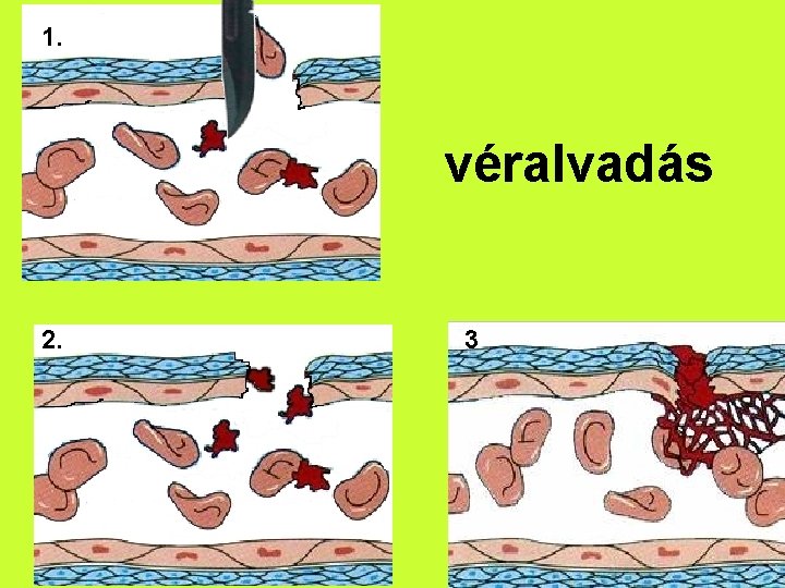 A VR Biolgia 8 vfolyam Ksztette Httern Kasper