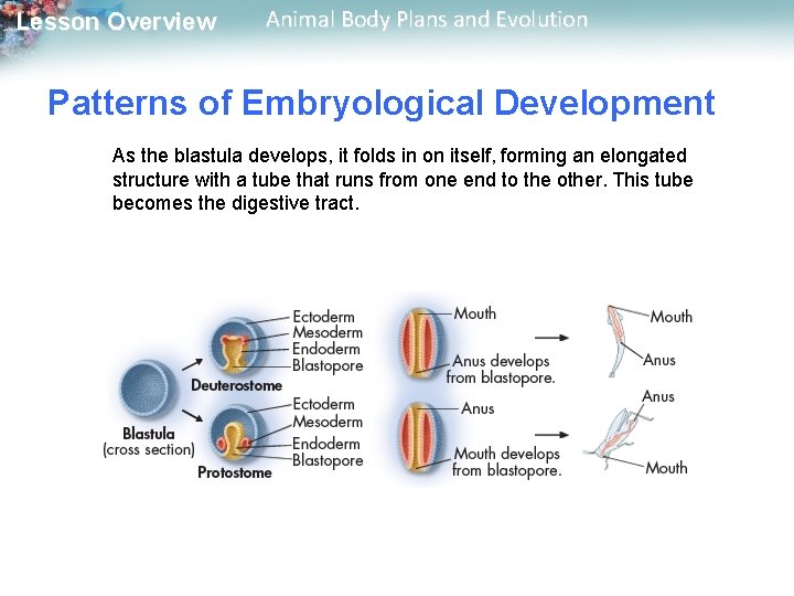 Lesson Overview Animal Body Plans and Evolution Lesson
