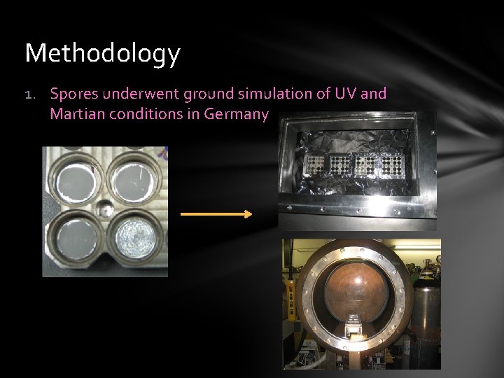 Survival of B horneckiae Spores Under GroundSimulated Space
