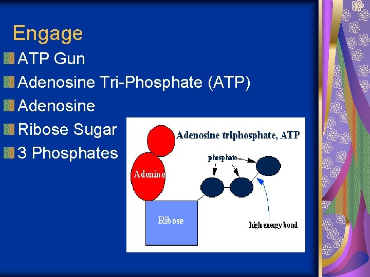 Cellular Respiration How our body makes ATP ENERGY
