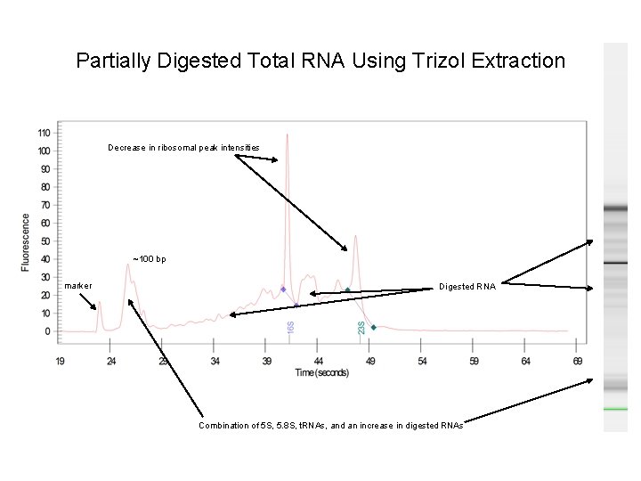 Interpretation Of Agilent 2100 Bioanalyzer Data Intact Total