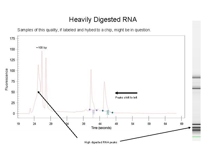 Interpretation Of Agilent 2100 Bioanalyzer Data Intact Total