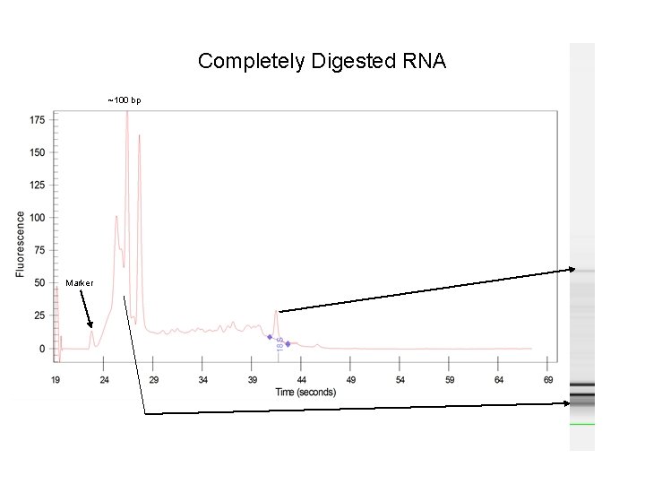 Interpretation Of Agilent 2100 Bioanalyzer Data Intact Total