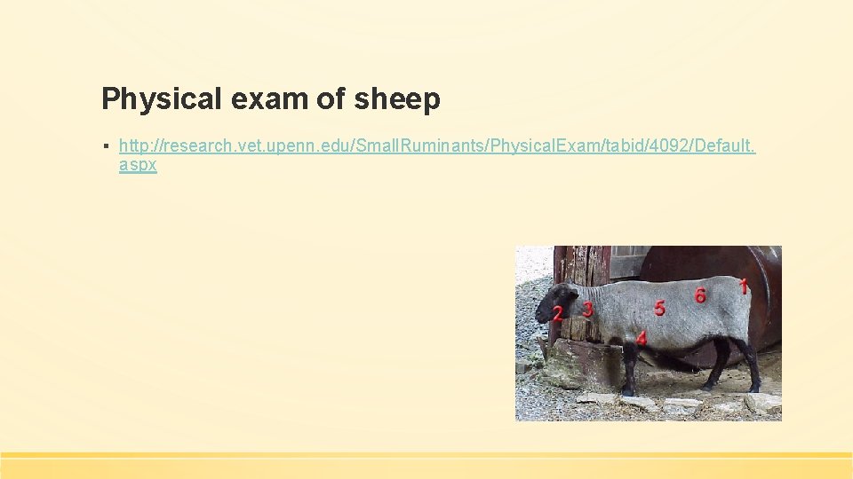 Pre operative procedure For exploratory laparotomy in Rebecca