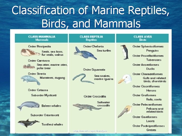 Chapter 11 1 Marine Reptiles bkgdComstock ImagesPicture Quest