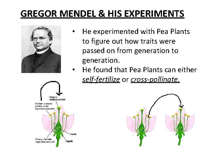 THE GENETIC BASIS of INHERITING A TRAIT First