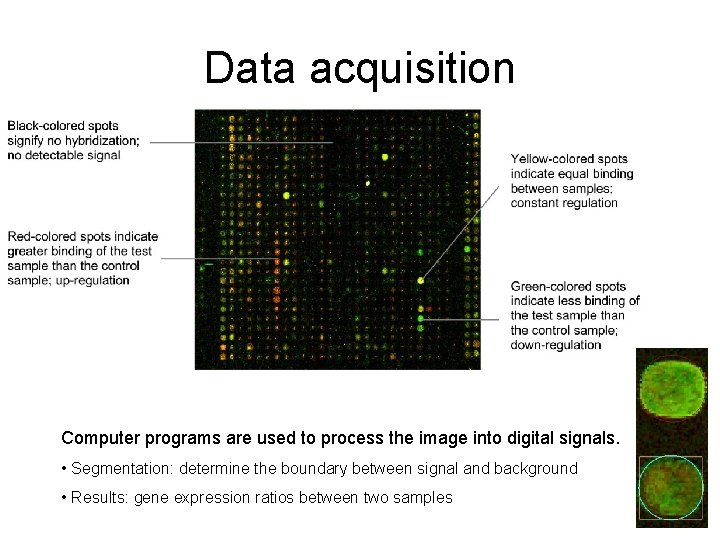 CS 5263 4593 Bioinformatics Introduction to Microarray Data