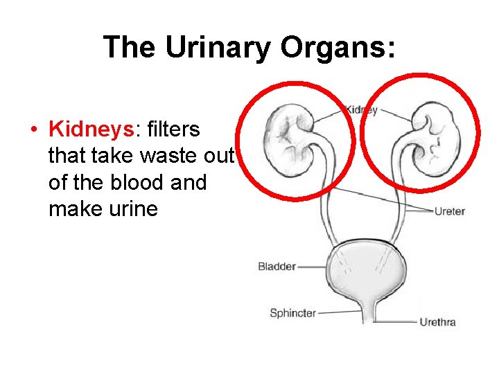 The Excretory System Functions Excretion Filtering metabolic wastes
