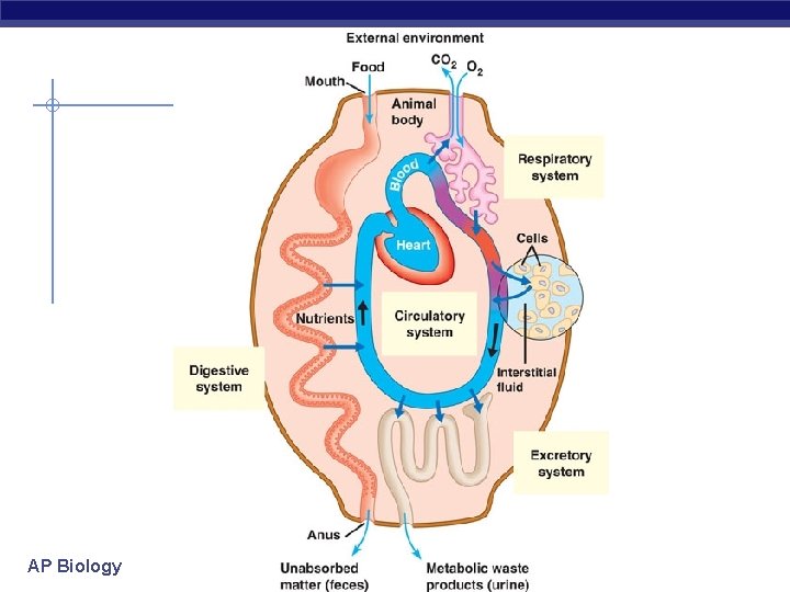 alveoli gills AP Biology Gas Exchange Respiratory Systems