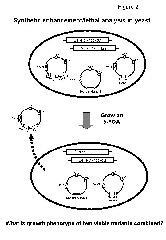 Overview Use Of Double Knockout Yeast Strains To