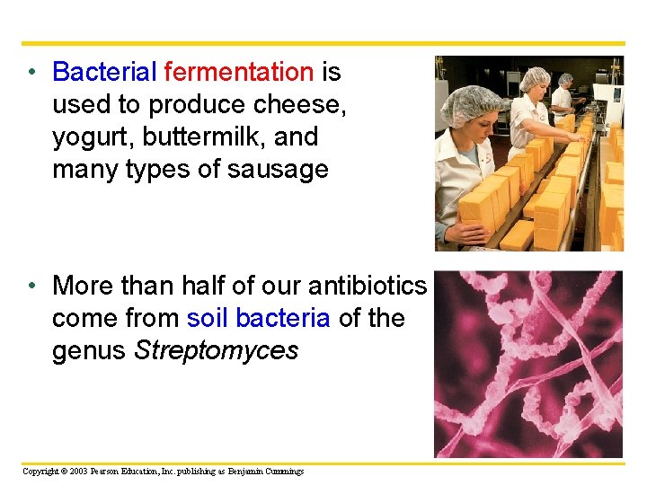 CHAPTER 15 The Evolution of Microbial Life http