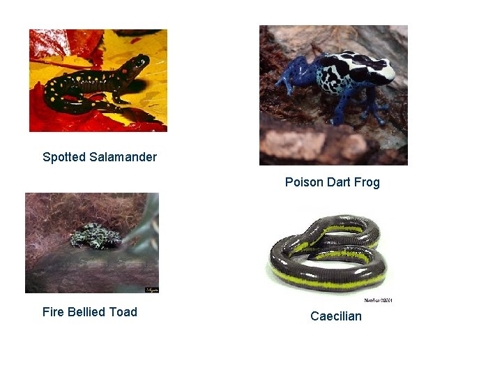 Animal Kingdom Vertebrates Biology 1 What is a