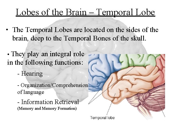 The Human Brain Lobes and the Cerebral Cortex