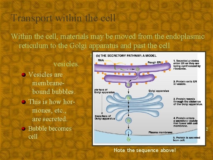 The Cell Membrane Membrane structure Membranes form compartments