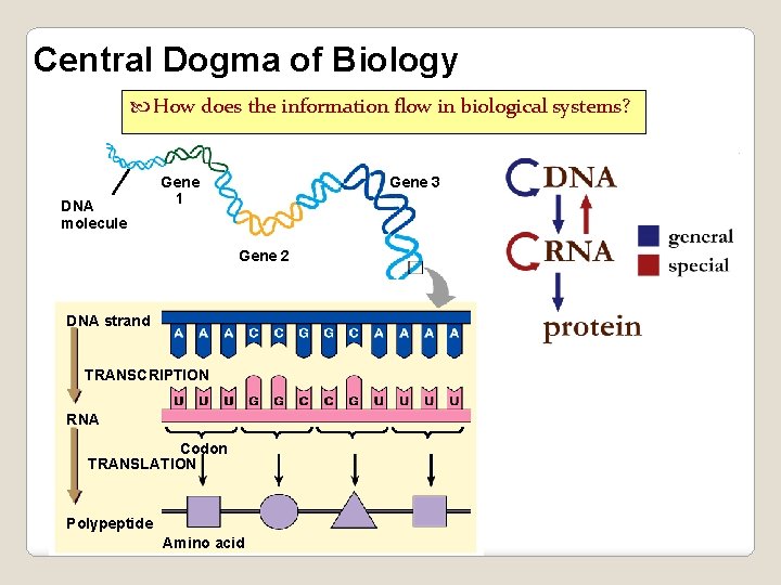 Central Dogma of Biology How does the information