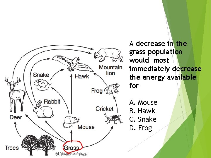 FOOD WEBS Key Vocabulary Autotroph Heterotroph Producer Consumer