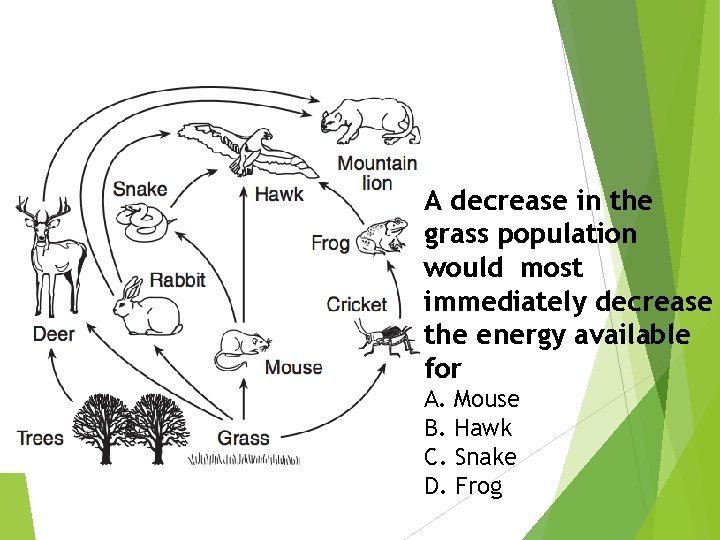 FOOD WEBS Key Vocabulary Autotroph Heterotroph Producer Consumer