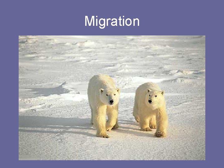 Polar Bear Adaptations Adaptations are characteristics that help