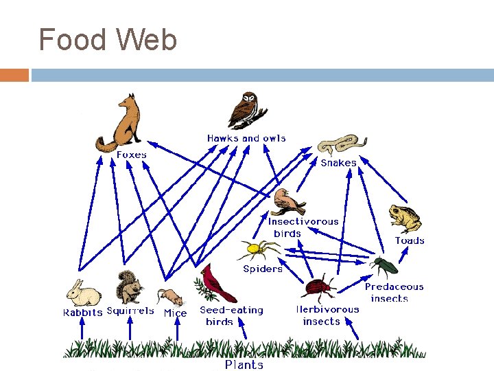 FOOD CHAINS AND FOOD WEBS Lesson 6 August