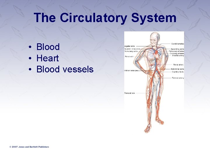 Chapter 3 The Human Body The Human Body
