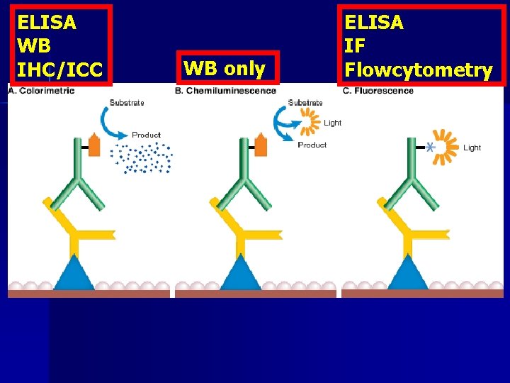 IMMUNOFLUORESCENCE STAINING TECHNIQUE by Sri Widyarti Disampaikan pada
