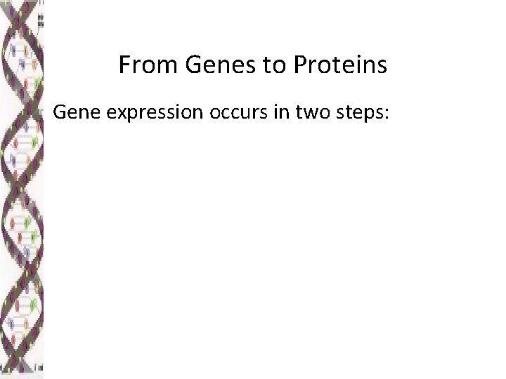 Protein Synthesis Ordinary Level Lesson Objectives At the
