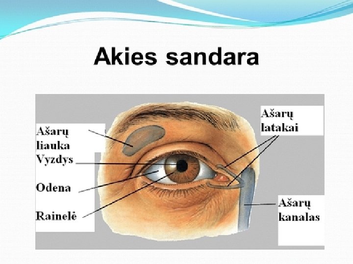 Integruota fizikos biologijos pamoka Akis regos organas Fizikos