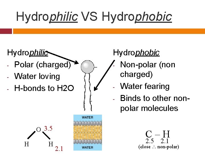 Lab 3 Membrane structure and function Objectives 1