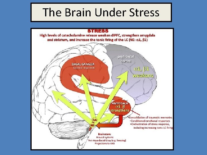 Neuroscience and Behavioral Economics in an Age of