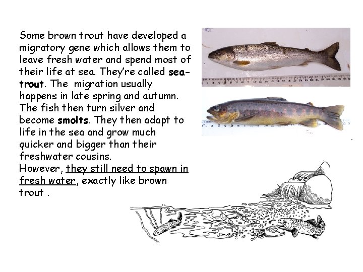 Life cycle of the Brown Trout SeaTrout October