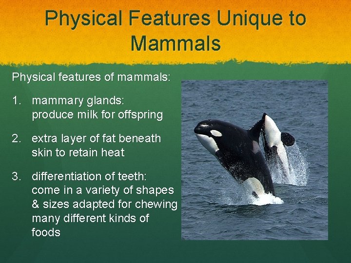 Vertebrates Reptiles Birds Mammals By Aura Megan Maura