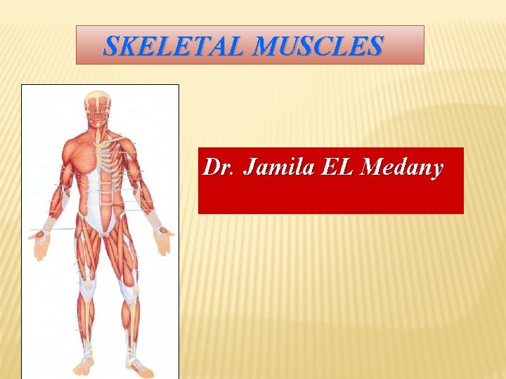 SKELETAL MUSCLES Dr Jamila EL Medany OBJECTIVES At