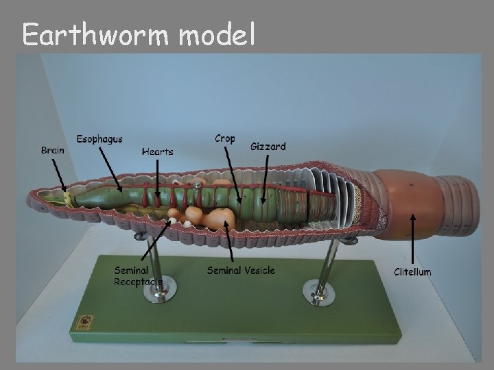 Annelids Molluscs BSC 2011 L Animal Taxonomy Domain