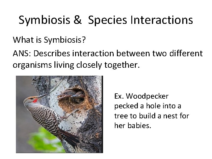 Types of Species Interactions Notes 4 Symbiosis Species