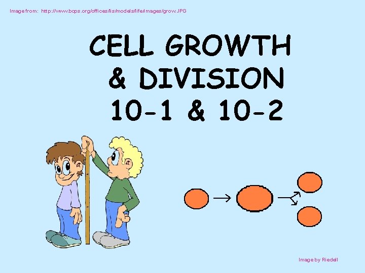 Materials move through cells by diffusion Oxygen and