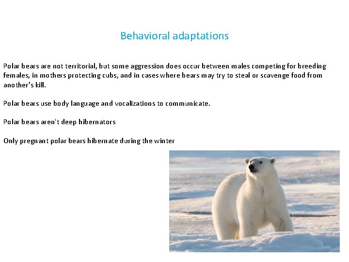 Polar bear Diet and Habitat Diet Polar bears