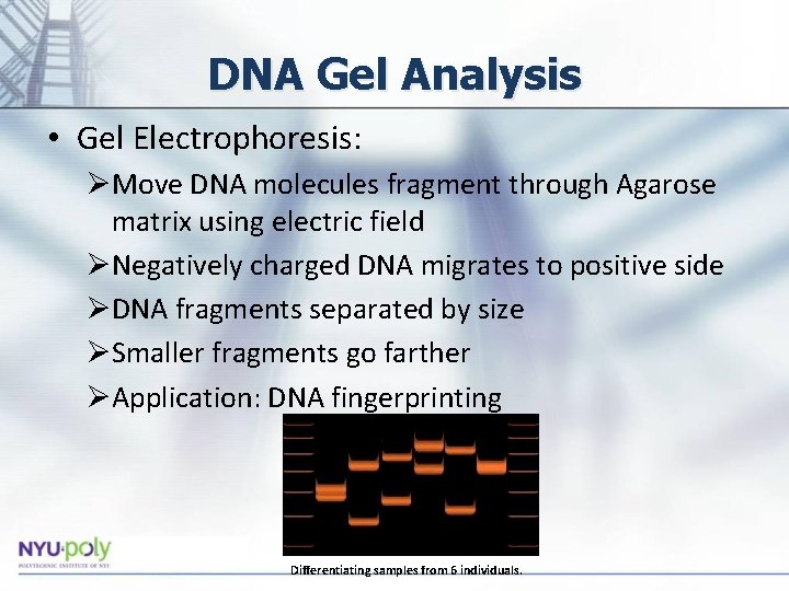 Extraction and Gel Analysis of DNA Overview Objectives