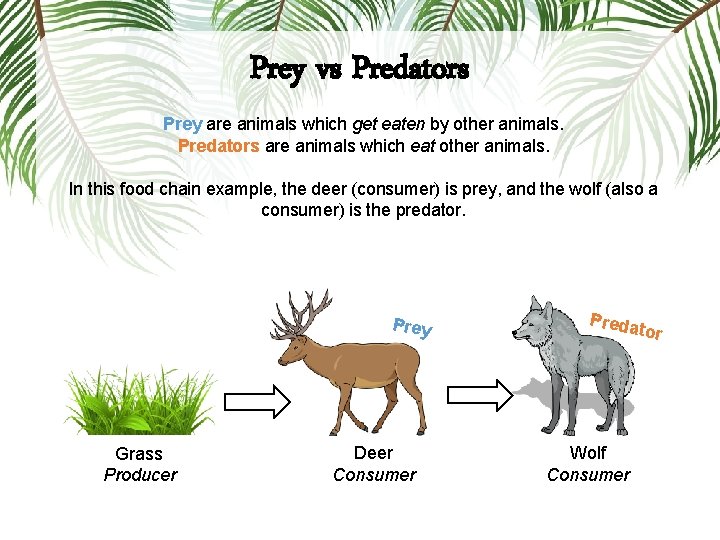 STM RESPONSE TEAM Food chains webs What is