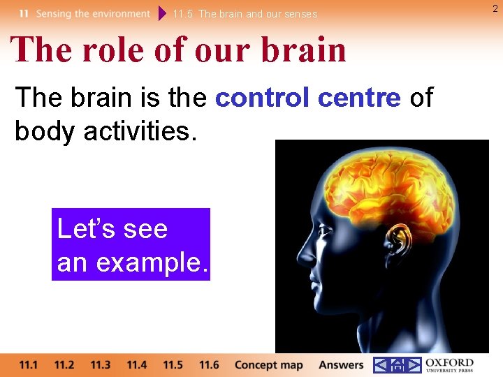 11 5 The brain and our senses 1